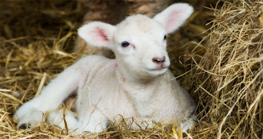Cordial, cordialísimo, cordero, corderito